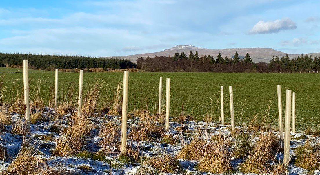 NEW: ArboShield 100% BIO tree guards - NPI - Nederlandse Plastic Industrie